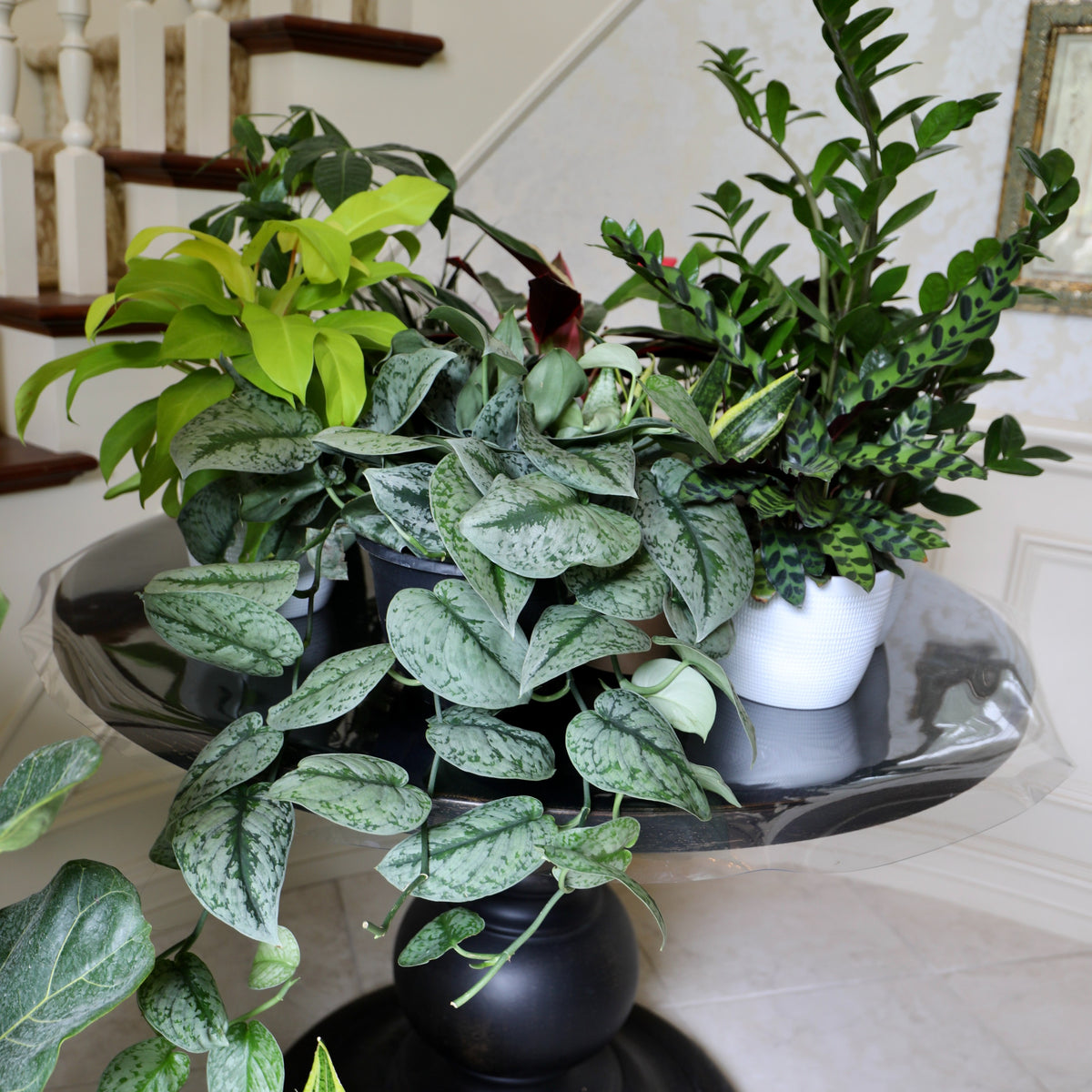 All Plants – PlantVers Houseplants