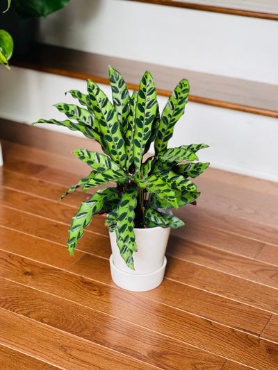 PLANTVERS – PlantVers Houseplants