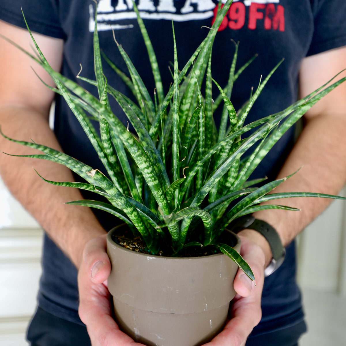 Houseplants – PlantVers Houseplants