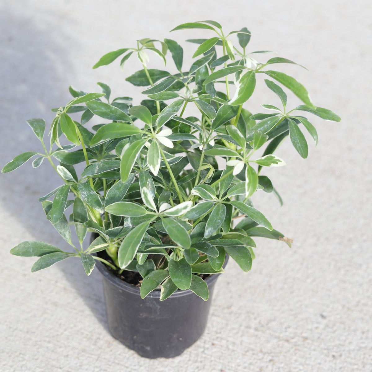 Schefflera Moondrop Variegated Umbrella Plant in a 3" Nursery Pot ...