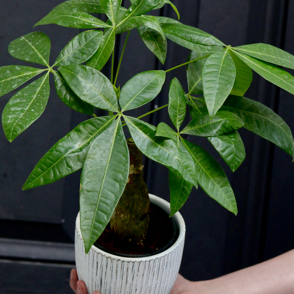 Real Money Tree Plant in a 3" Nursery Pot - Good Luck Tree – PlantVers ...