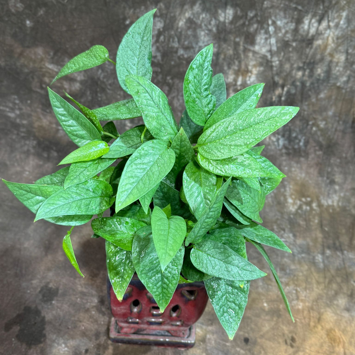 Cebu Blue Pothos in a 6" Nursery Pot– Epipremnum Pinnatum Live Plant ...
