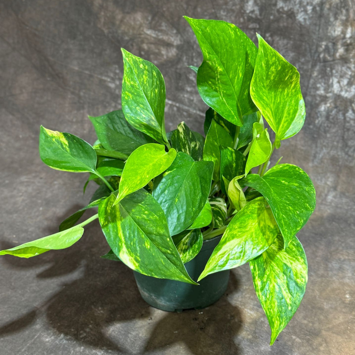 Golden Pothos in 4" Grow Pot – Epipremnum Aureum – Vining Houseplant ...