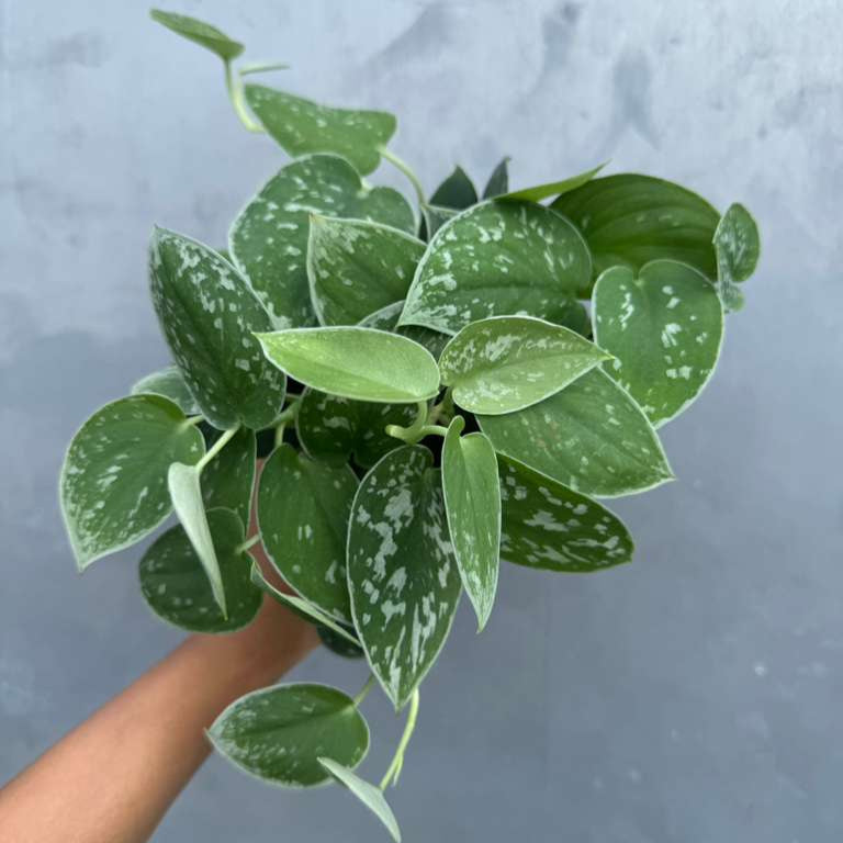 Silver Pothos Live Plant 4" Grow - Scindapsus Pictus Argyraeus - Silve ...