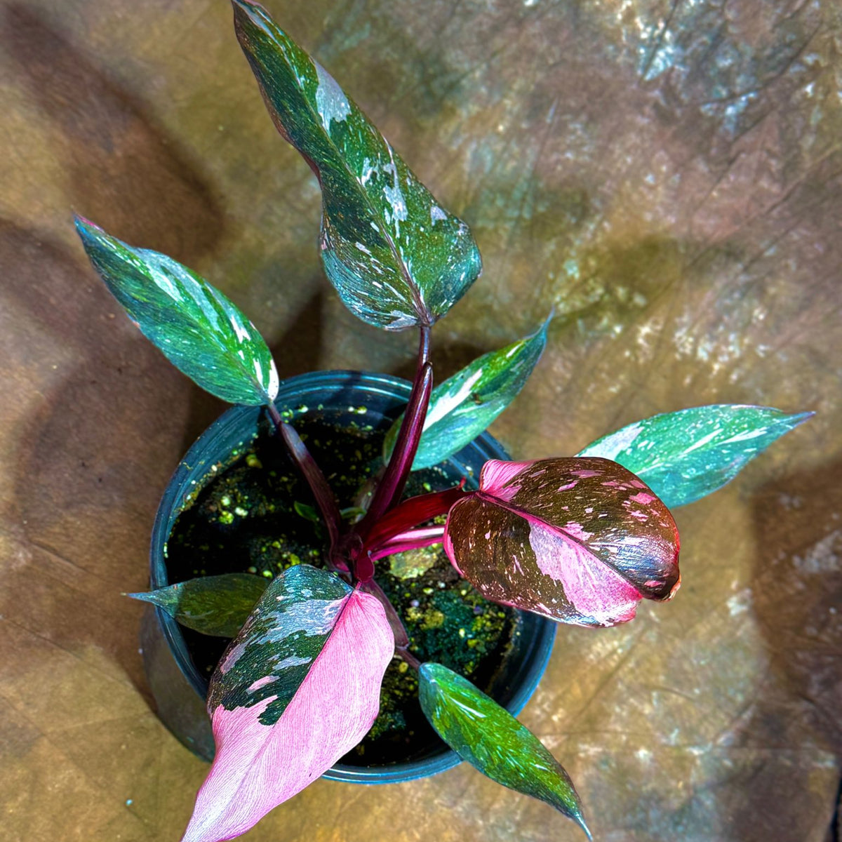 Philodendron Pink Princess Galaxy in a 6" Grow Pot - Variegated Live P ...