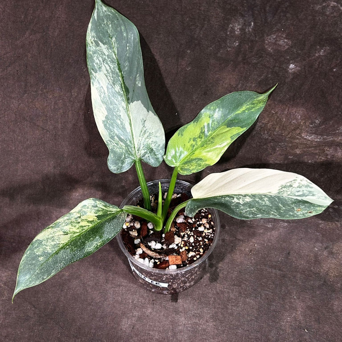 Philodendron Silver Sword Variegated Plant in a Nursery Pot | Live Ind ...
