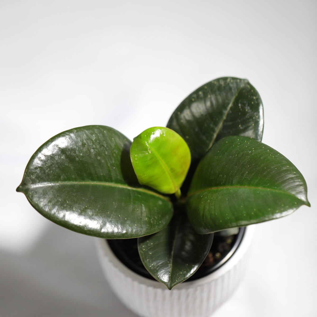 Rubber Tree - Burgundy Rubber Tree - Ficus Elastica - Houseplant - Uni ...