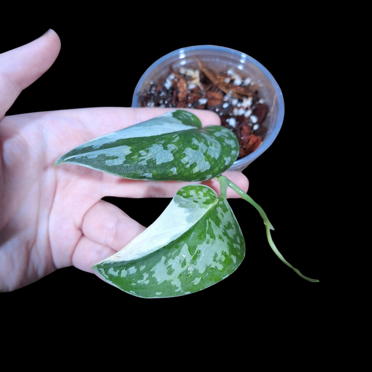 Scindapsus Mayari Variegated | Extremely Rare Variegated Scindapsus Pl ...