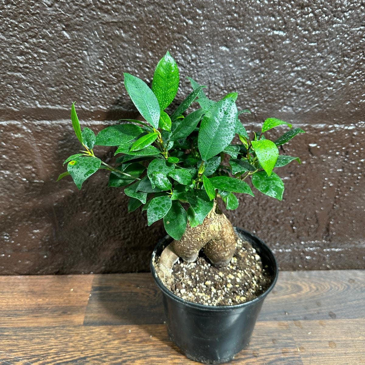 Ficus Microcarpa Ginseng in 6" Pot-Bonsai Plant-Funny New Doctor Gift ...