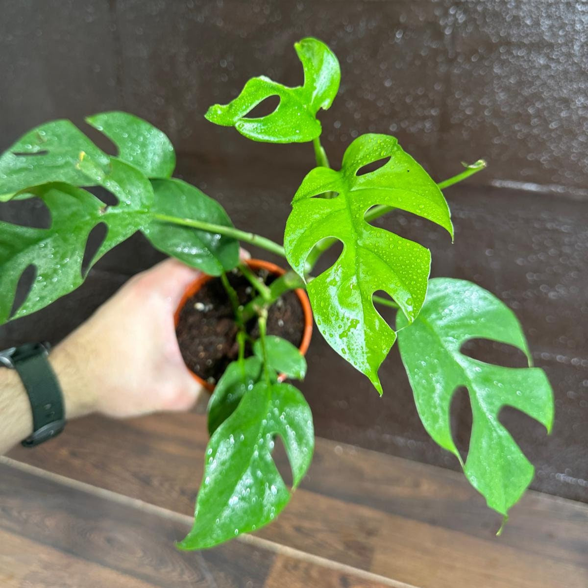 Rare Monstera Minima | Rhaphidophora Tetrasperma | Mini Monstera | Pot ...