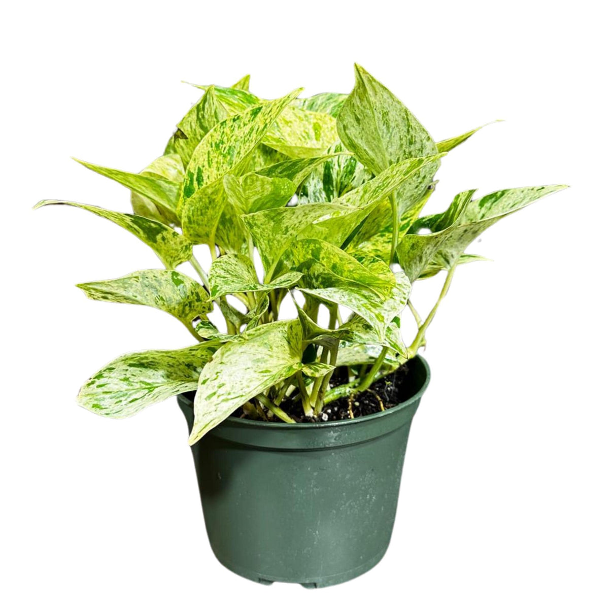 Variegated Snow Queen Pothos in a Nursery Pot - Epipremnum aureum 'Sno ...