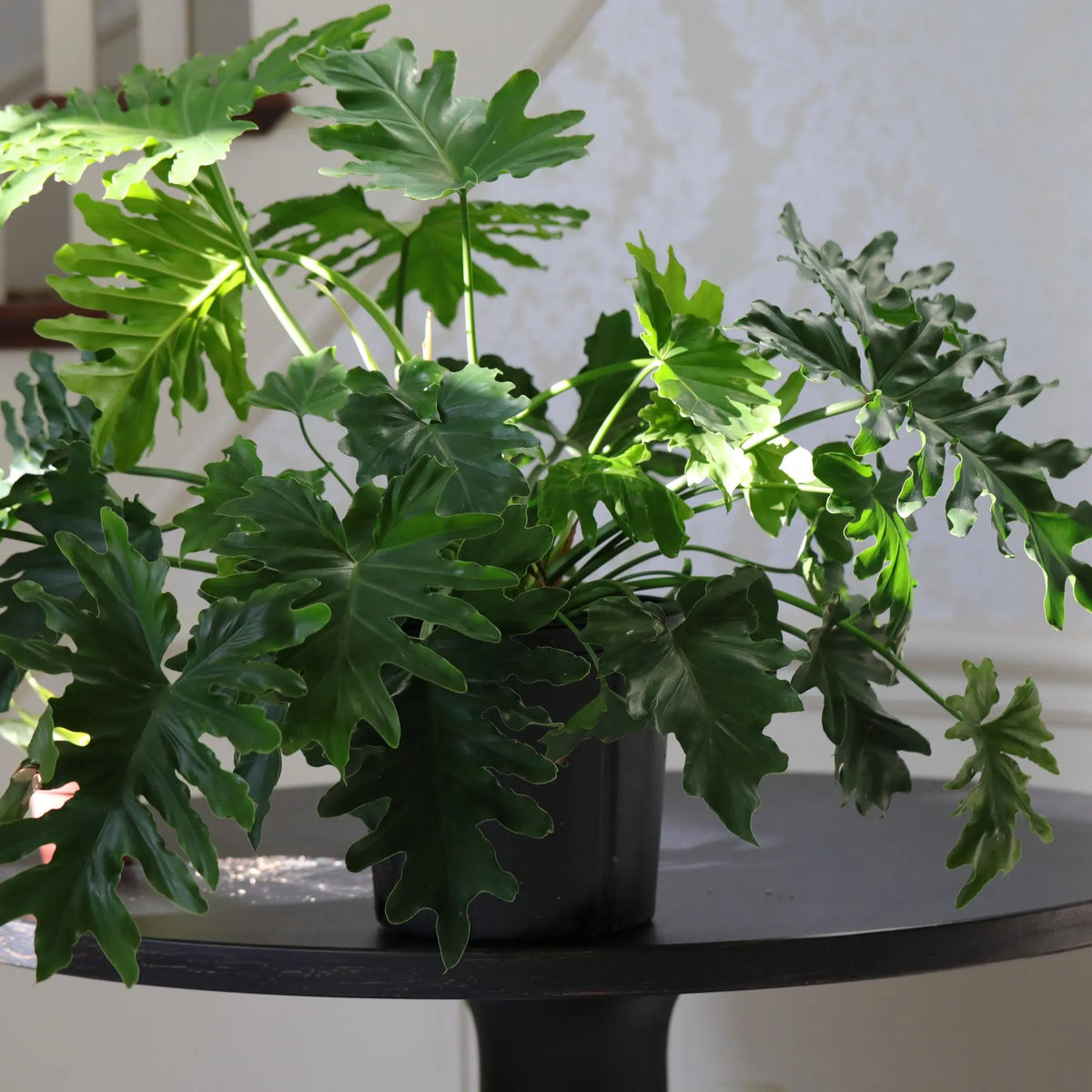 Philodendron Selloum Plant in a 10” Nursery Pot - Large Tropical Indoo ...