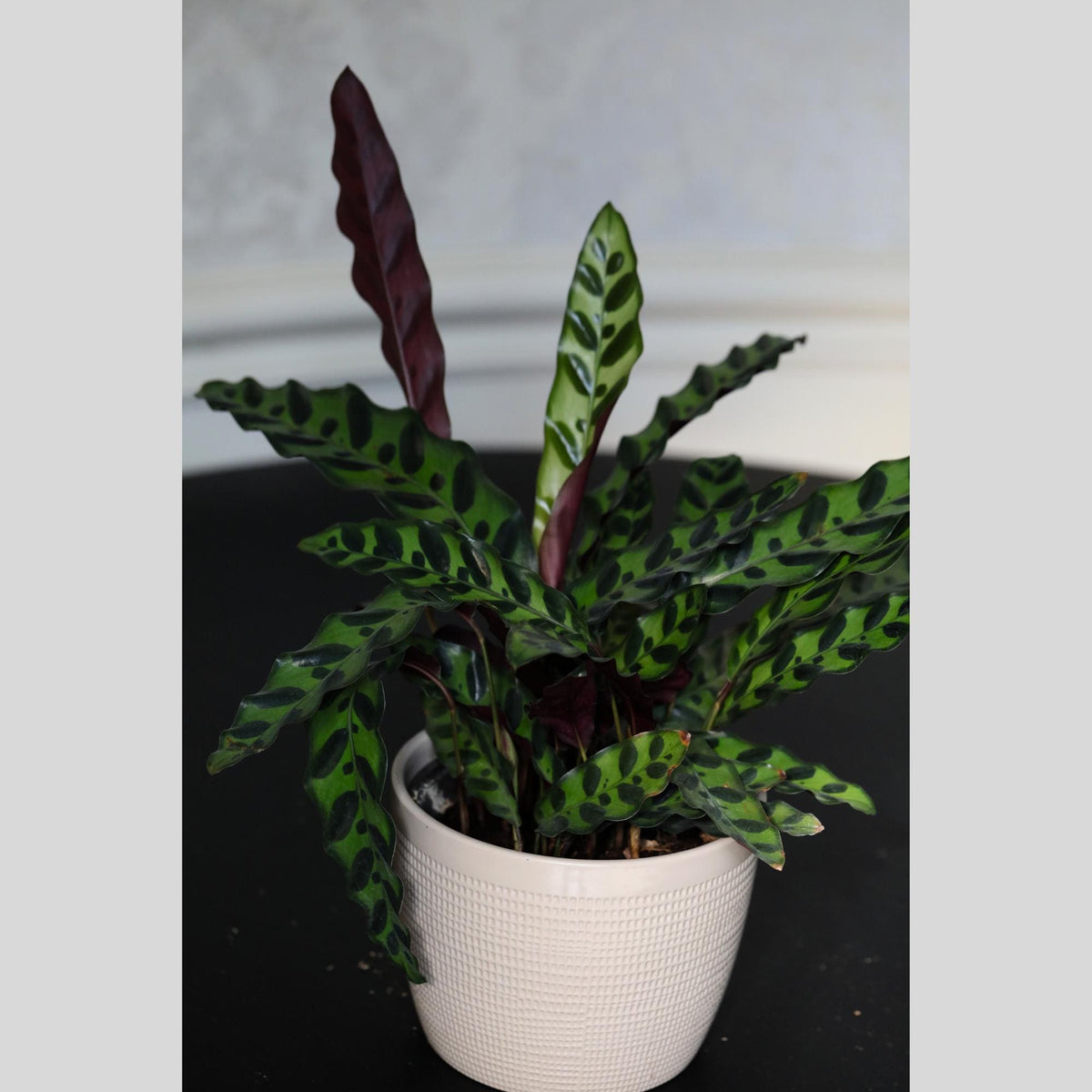 Calathea Peacock "Calathea Lancifolia 6" Nursery Pot | Peacock Calathe ...