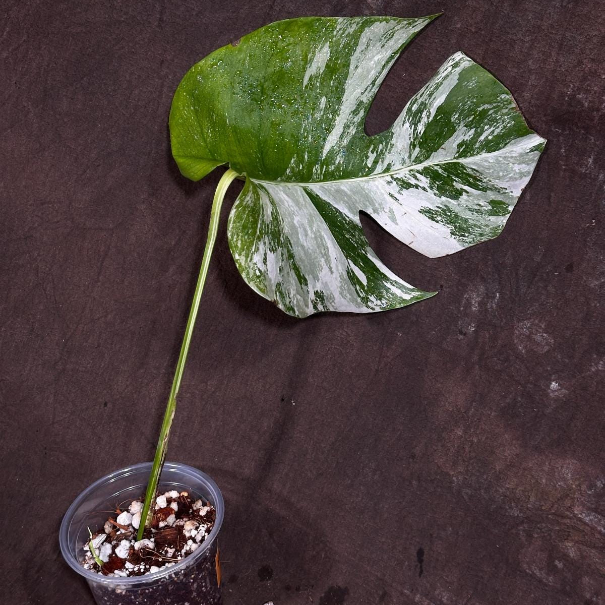 Variegated Monstera Albo Plant - Rare Indoor White Monstera Albo Borsi ...