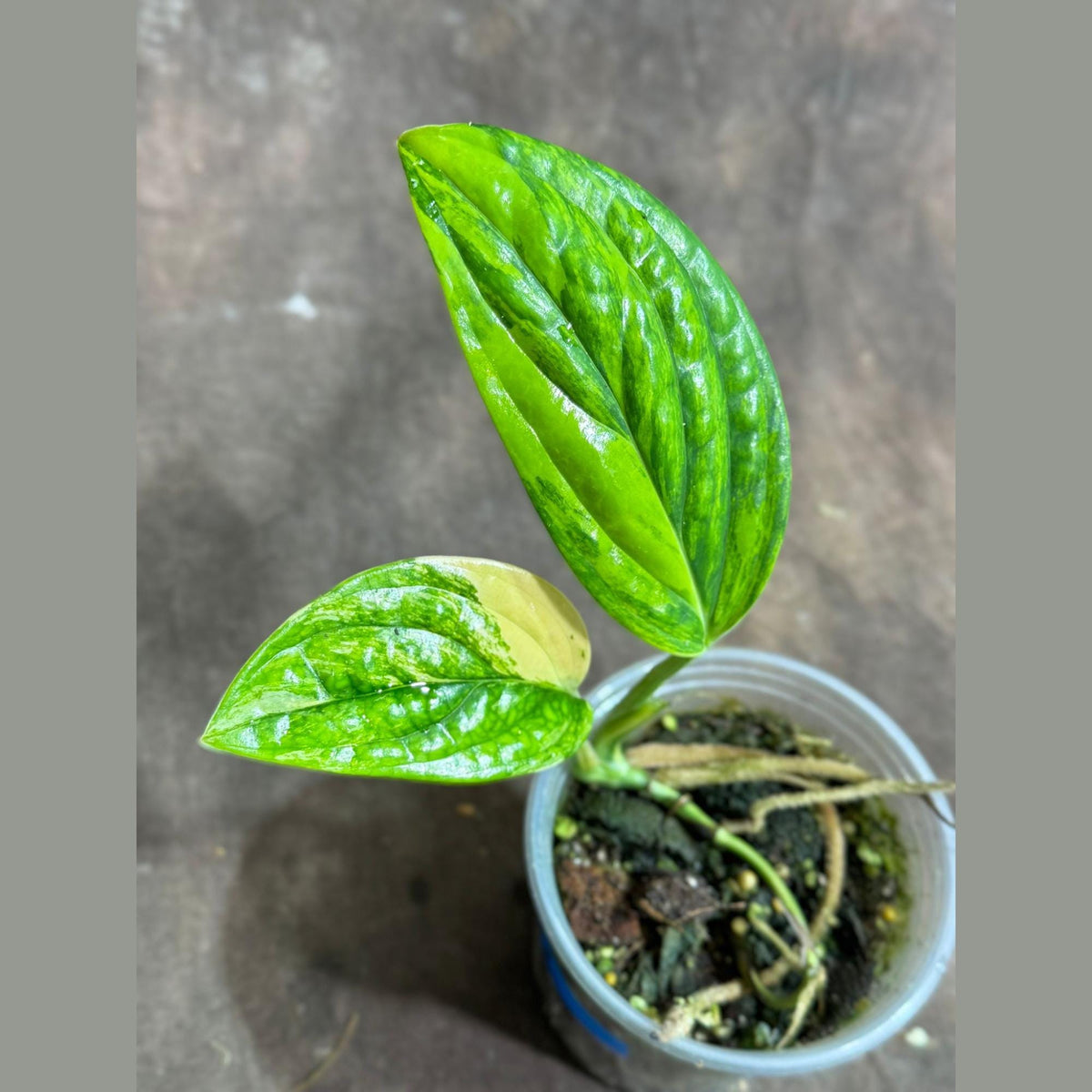 Variegated Monstera Peru in a Nursery Pot - Live Rare Houseplants - Ai ...
