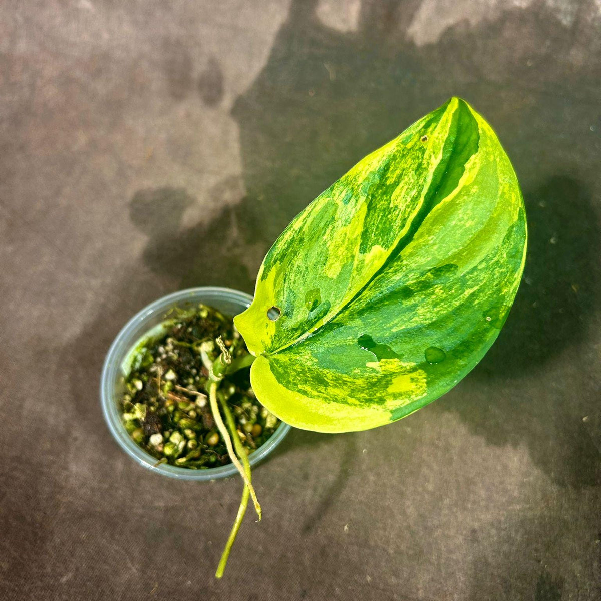 Variegated Scindapsus Pictus Jade Satin EXACT Same Plant - Rare Collec ...