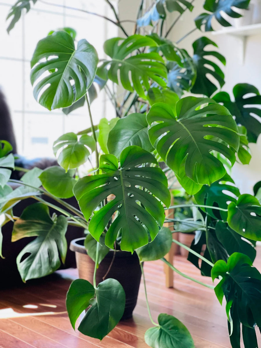 Monstera Deliciousa Live Indoor Plant, Easy Care Low Light Houseplant ...